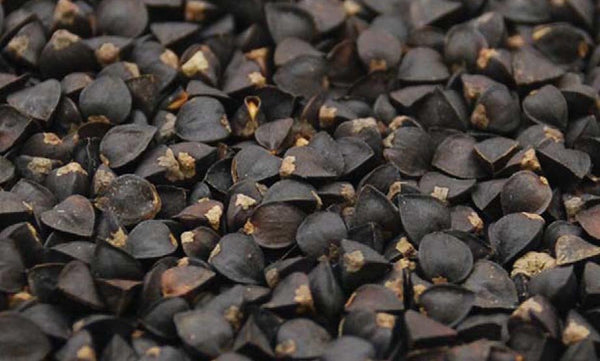 Koto Buckwheat Food Plot and Pollinator Seed - Virginia Food Plots